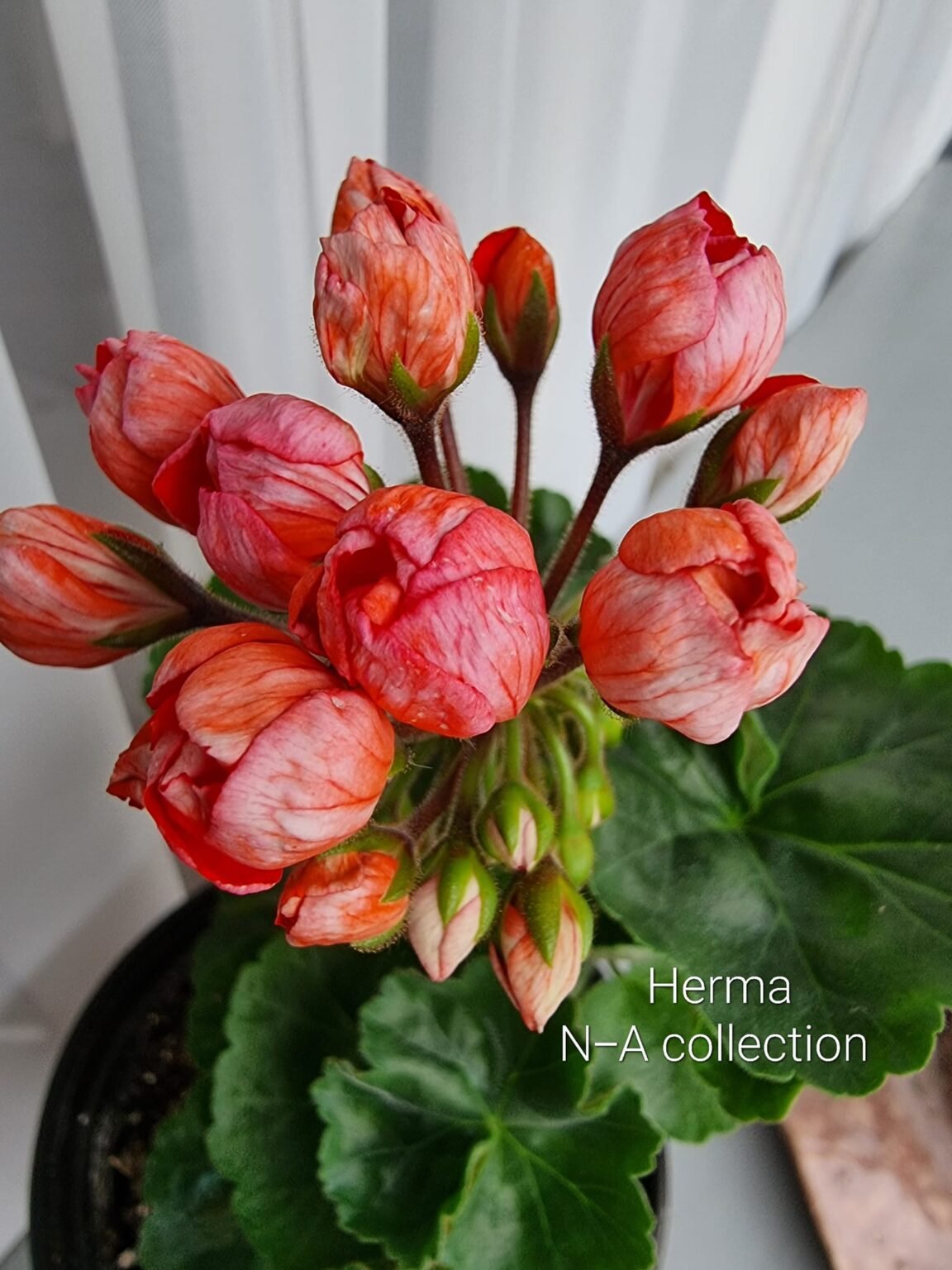 Herma - tiulpiažiedė - N-A pelargonium